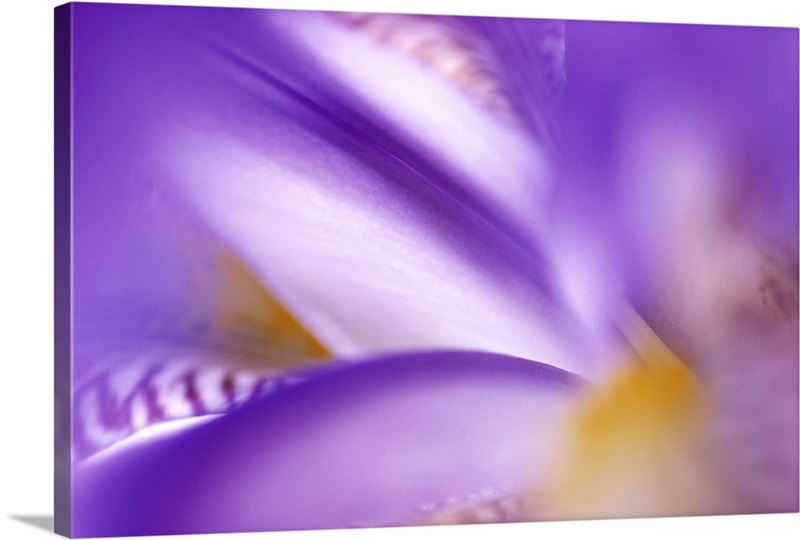 Iris (Iris sp) abstract close up | Great Big Canvas