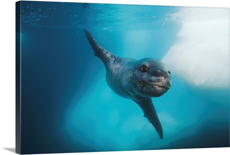 Leopard Seal, Antarctic Peninsula, Antarctica | Great Big Canvas