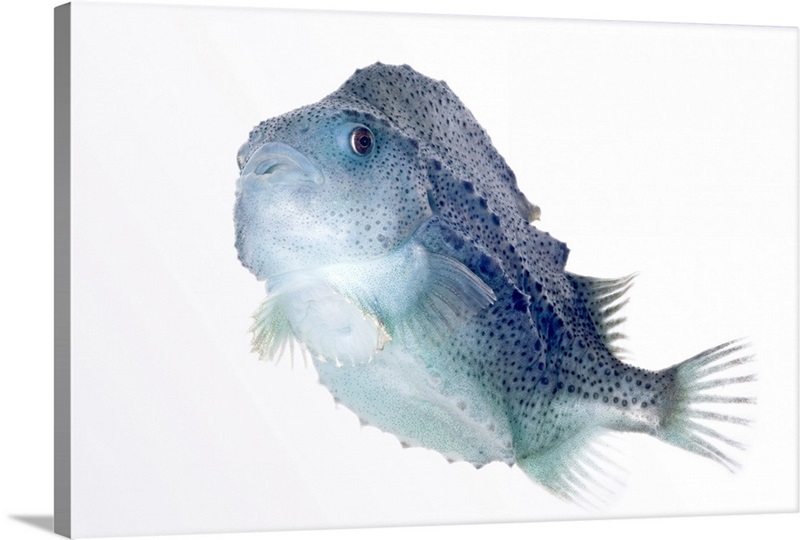 Lumpfish | Great Big Canvas