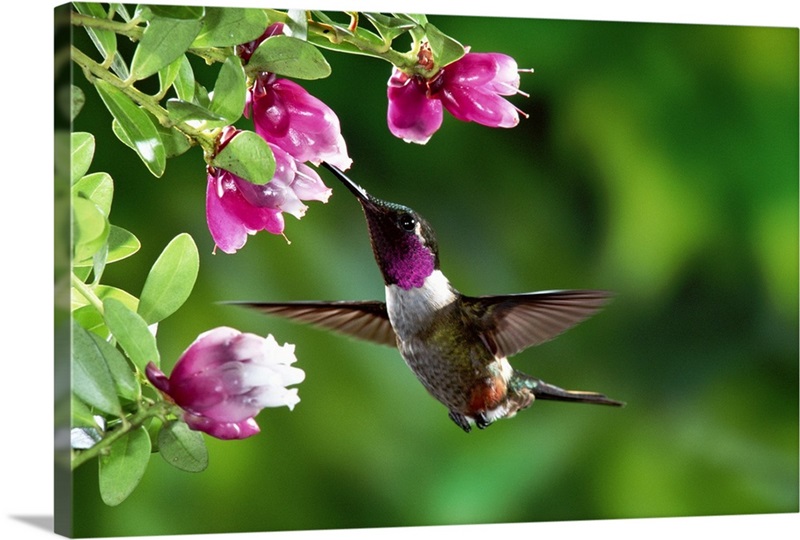 Magenta-throated Woodstar hummingbird feeding on epiphytic Heath, Costa ...