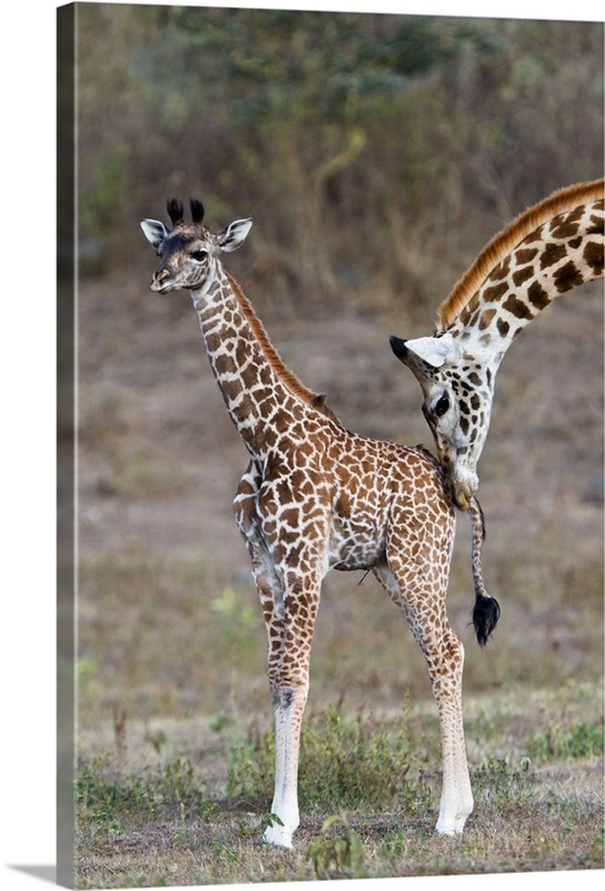 Masai Giraffe mother nuzzling calf, Arusha National Park, Tanzania ...