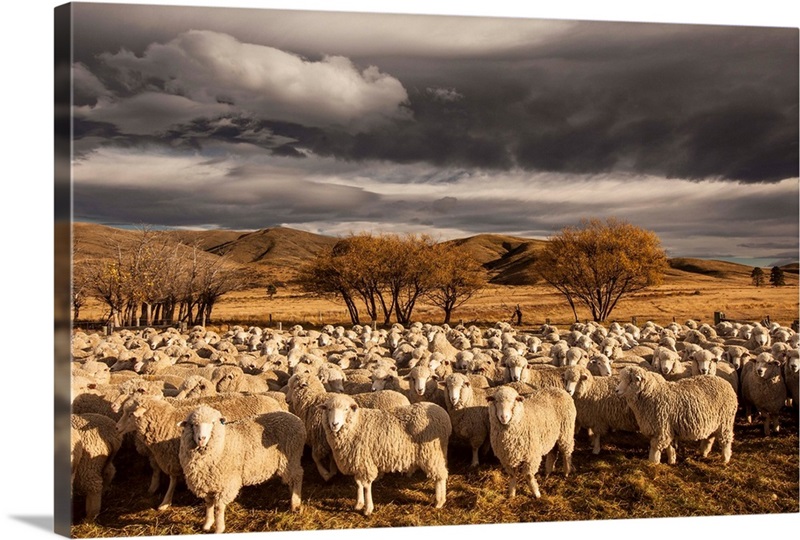 Merino Sheep flock, Central Otago, New Zealand | Great Big Canvas