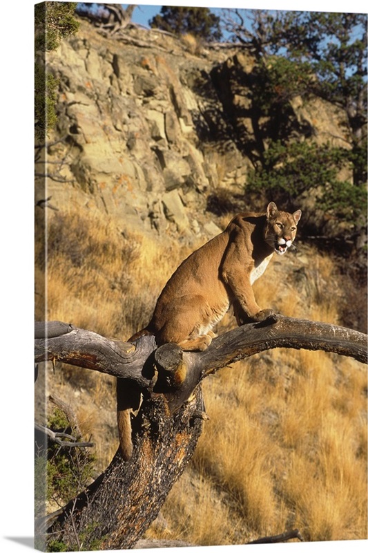 Mountain Lion in tree, Montana | Great Big Canvas
