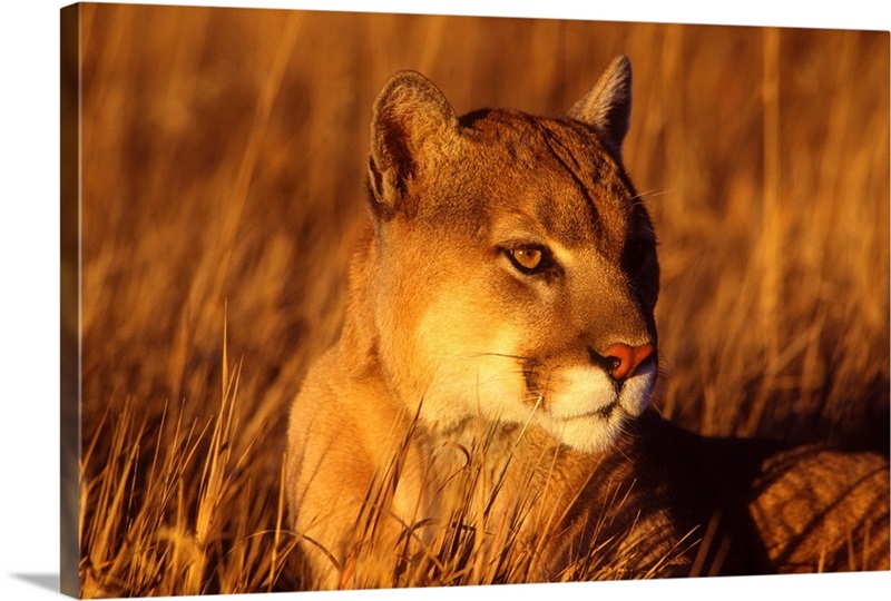 Mountain Lion, Montana | Great Big Canvas