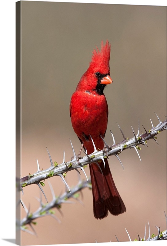 Northern Cardinal male, Green Valley, Arizona | Great Big Canvas