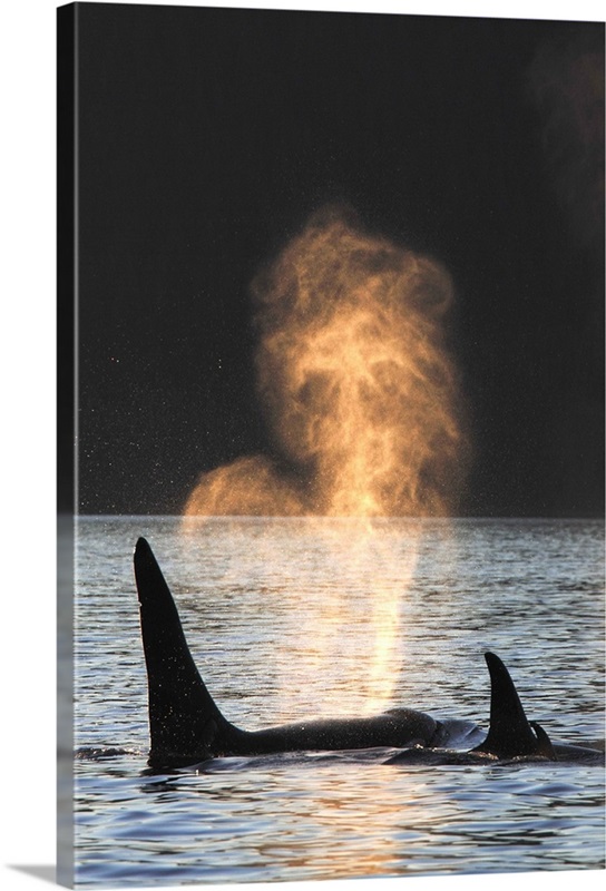 Orca (Orcinus orca) resident pod spouting, Prince William Sound, Alaska ...