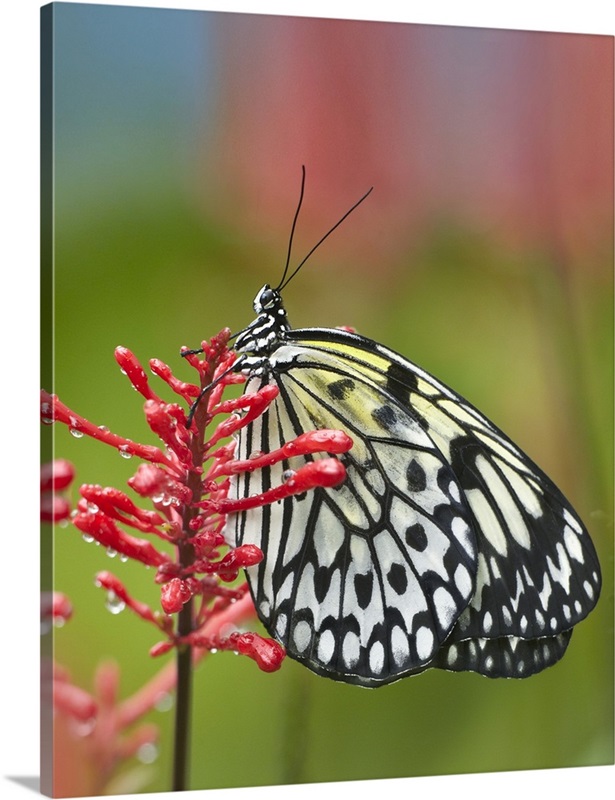 Paper Kite (Idea leuconoe) butterfly, native to Asia | Great Big Canvas