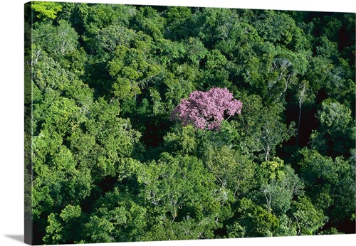 Pink flowering tree in rainforest canopy, Canaima National Park ...