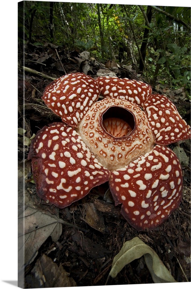 Rafflesia flower, Sabah, Borneo, Malaysia Wall Art, Canvas Prints ...