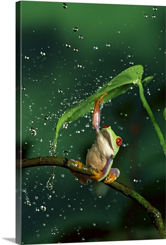 Red-eyed Tree Frog in rain | Great Big Canvas