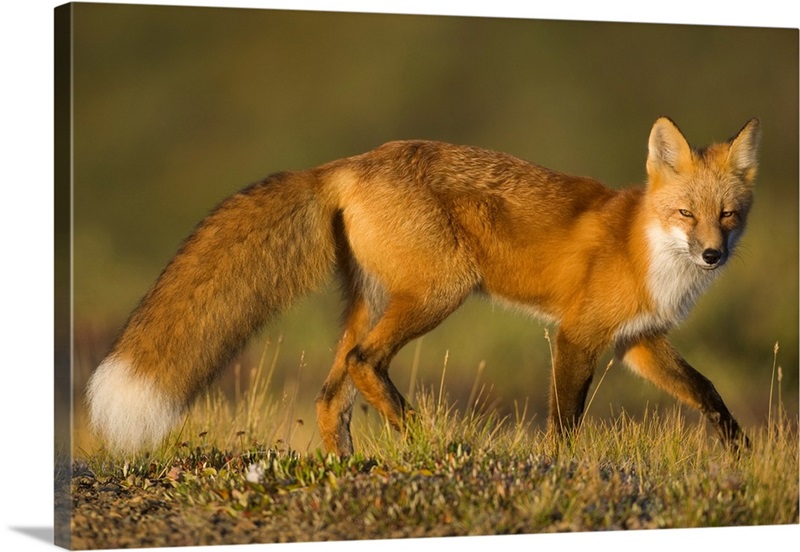 Red Fox Hunting Denali National Park | Great Big Canvas