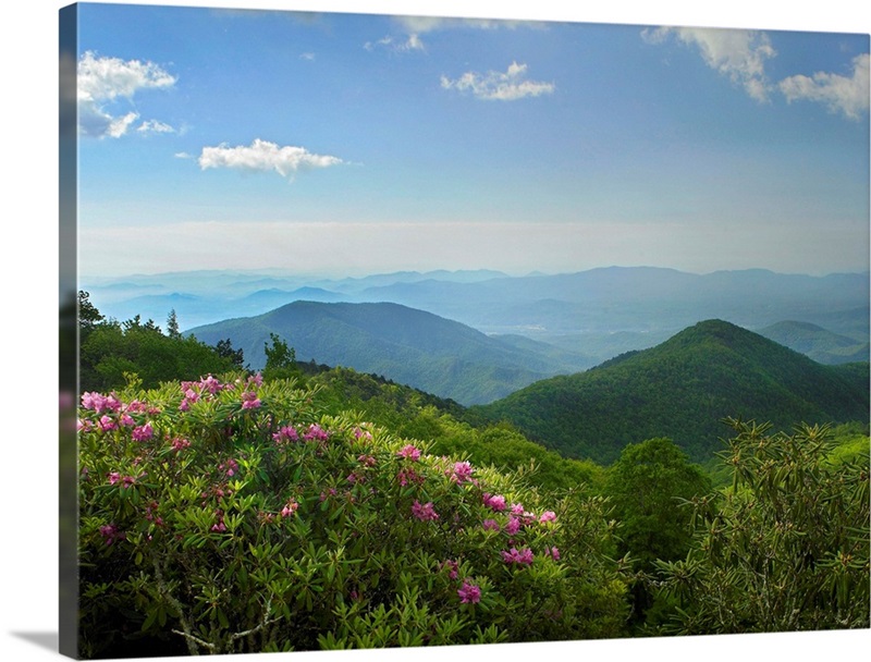 Rhododendron tree flowering, Blue Ridge Parkway, North Carolina | Great ...