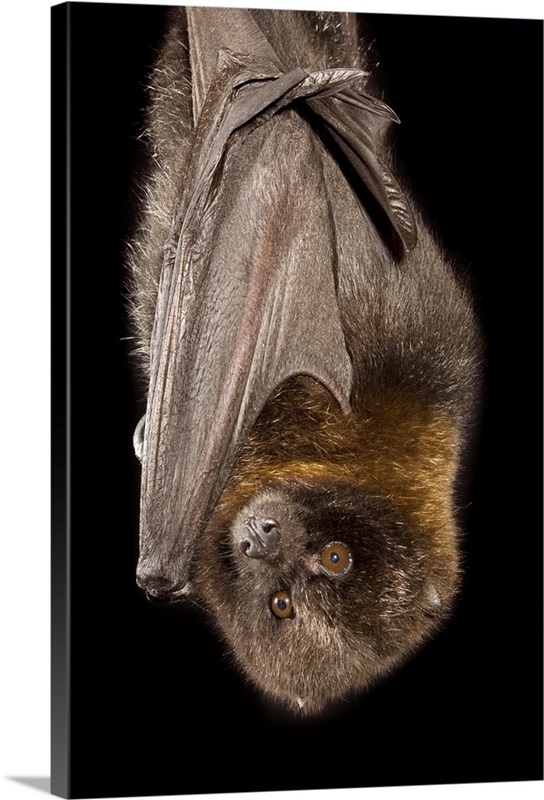 Rodrigues Flying Fox (Pteropus rodricensis) roosting, native to ...