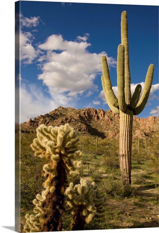 Saguaro cactus in desert, Arizona | Great Big Canvas