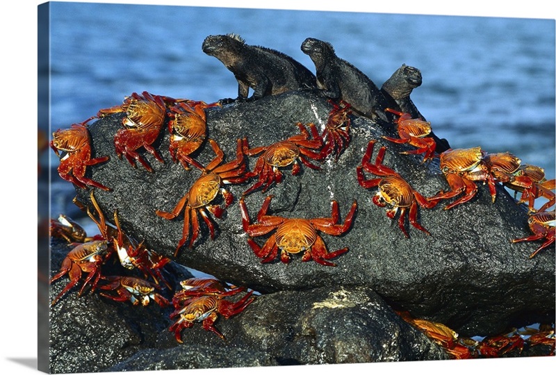 Sally Lightfoot Crab sharing boulder with Marine Iguana, Galapagos ...