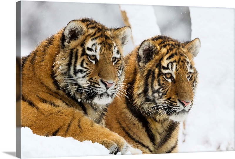 Siberian Tiger cubs in snow | Great Big Canvas