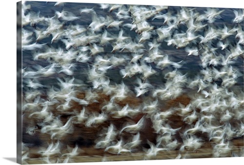 Snow Goose flock taking flight, Bosque del Apache National Wildlife ...