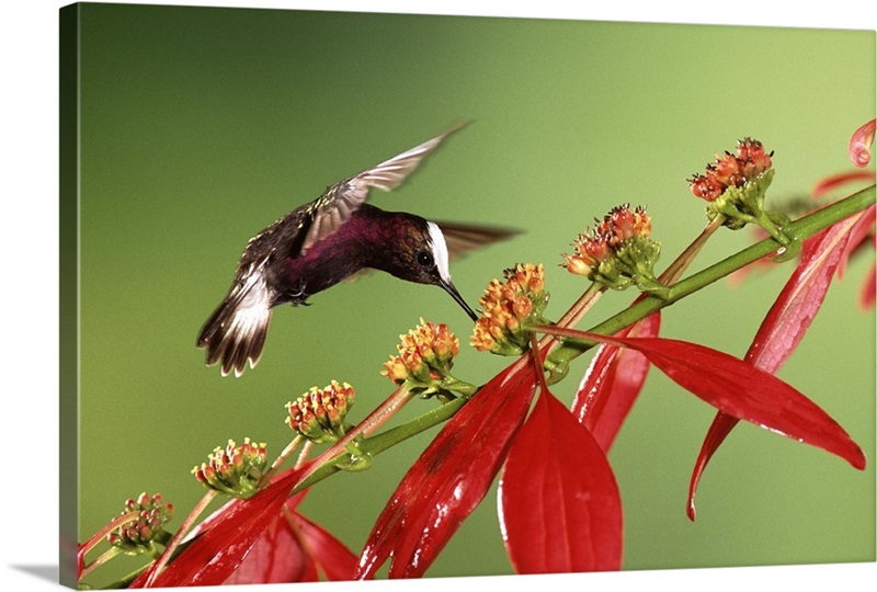 Snowcap hummingbird, feeding on Madder flowers, Costa Rica | Great Big ...