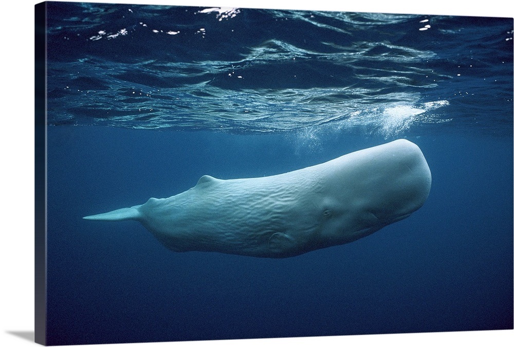 Sperm Whale Wall Art, Canvas Prints, Framed Prints, Wall Peels | Great ...