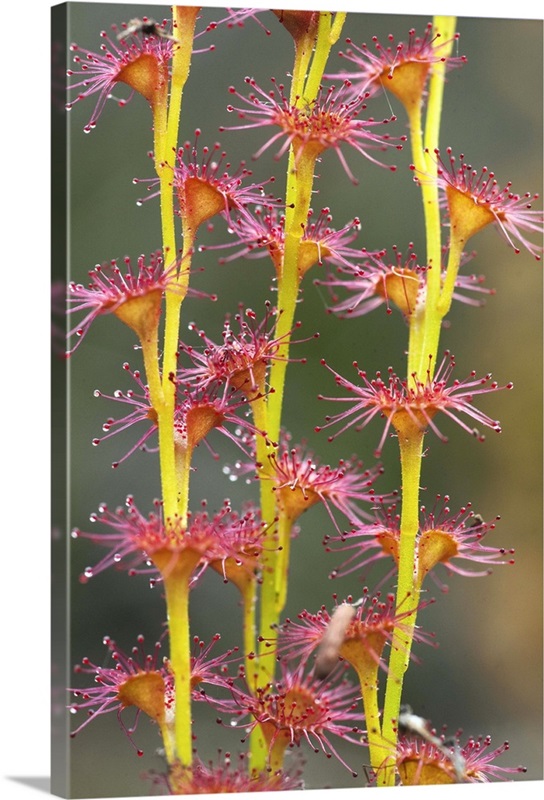 Sundew showing sticky hairs, Stirling Range National Park, Western ...