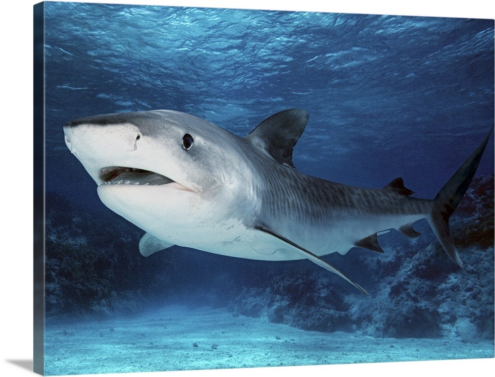 Tiger Shark (Galeocerdo cuvieri), Great Barrier Reef, Australia. Wall ...