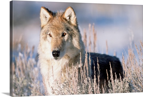 Timber Wolf (Canis lupus) portrait, North America | Great Big Canvas