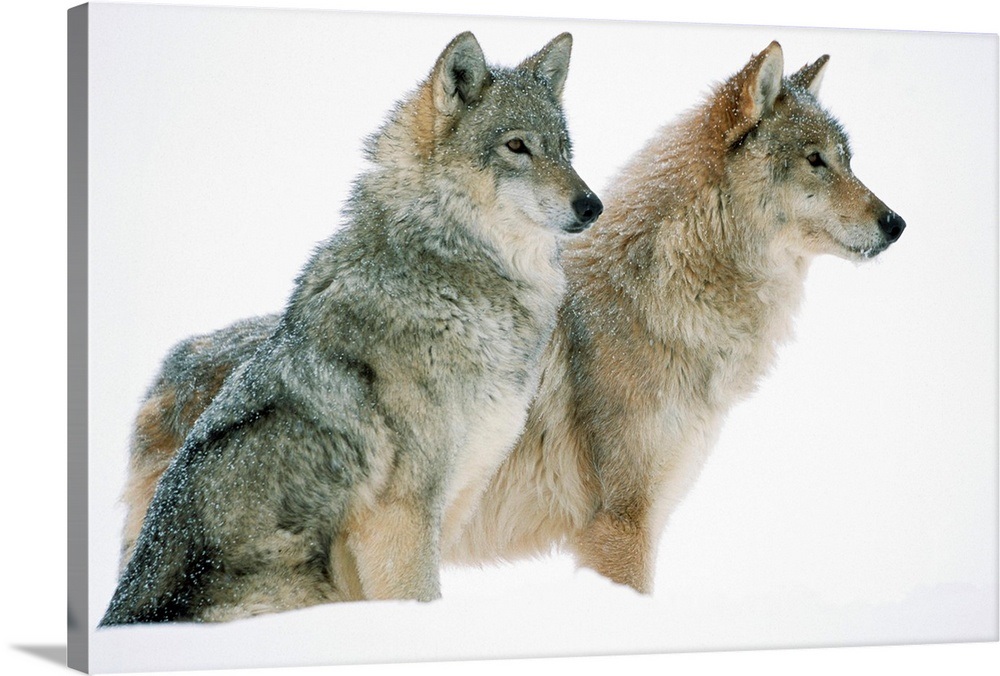 Timber Wolf (Canis lupus) portrait of pair sitting in snow, North ...