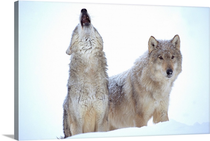 Timber Wolves (Canis lupus) close-up portrait of pair howling in snow ...
