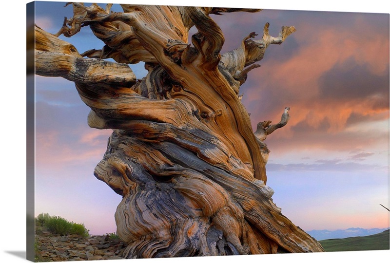 Twisted trunk of an ancient Foxtail Pine tree, Sierra Nevada ...