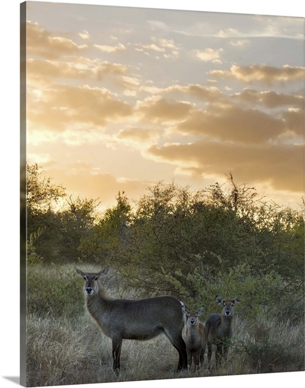 Waterbuck (Kobus ellipsiprymnus) mother and calf, Kruger National Park ...