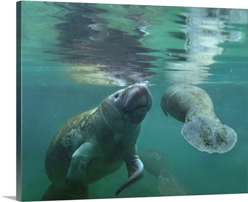 West Indian Manatee Mother And Calf Surfacing, Crystal River, Florida ...