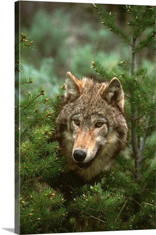 Wolf, North America | Great Big Canvas