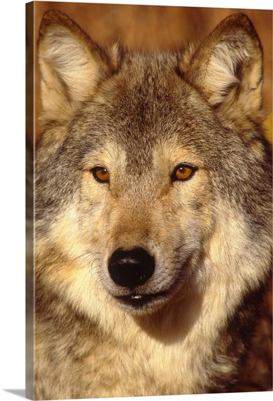 Wolf, North America | Great Big Canvas