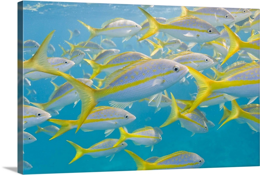 Key Largo, Florida Wall Art, Canvas Prints, Framed Prints, Wall Peels ...