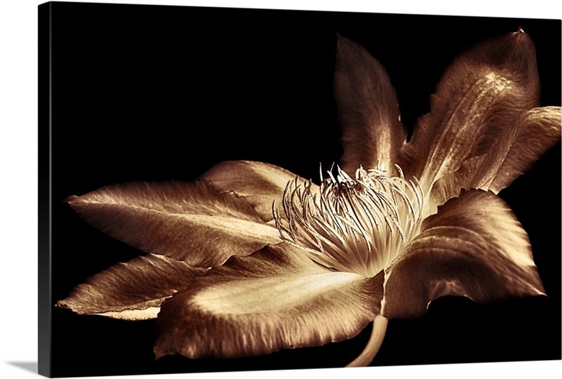 Antique Sepia Flower I | Great Big Canvas