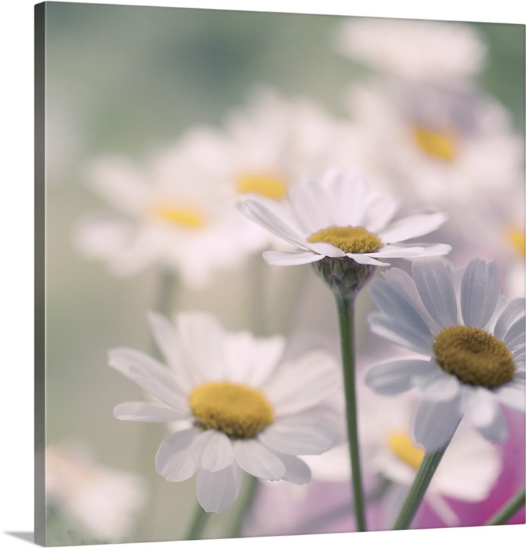 Daisy, Daisy | Great Big Canvas