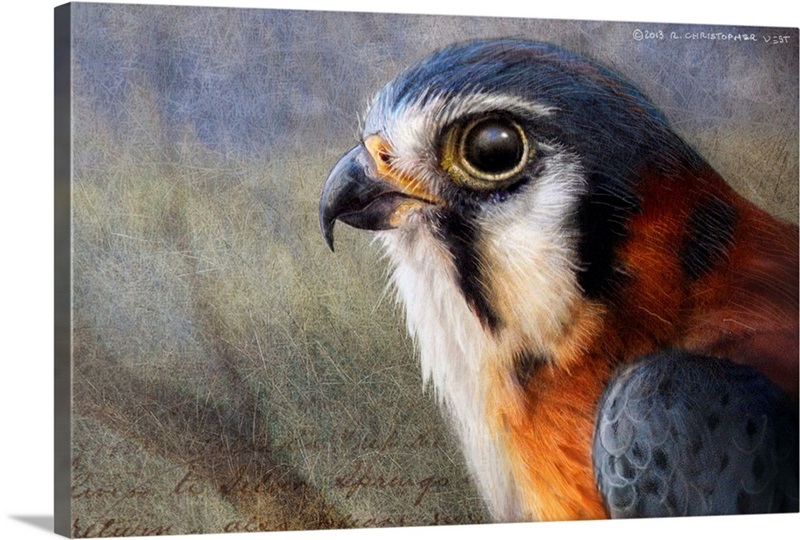 Falcon Portrait | Great Big Canvas
