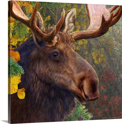 Moose Spruce | Great Big Canvas