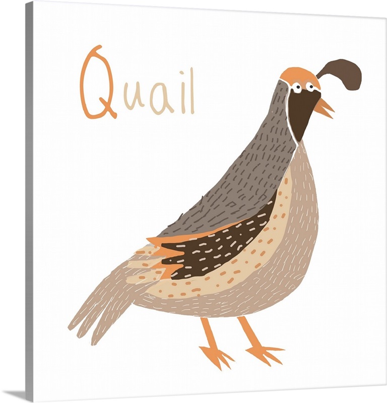 Q for Quail | Great Big Canvas