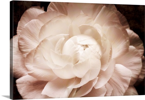 Ranunculus II | Great Big Canvas