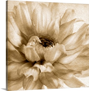 Sepia Flower Wall Art, Canvas Prints, Framed Prints, Wall Peels | Great ...