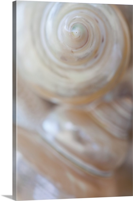 Shiny Shell II | Great Big Canvas