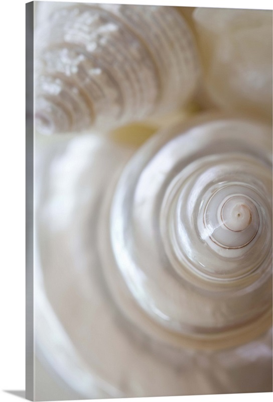 Shiny Shell IV | Great Big Canvas