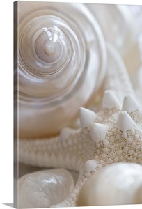 Shiny Shell V Wall Art, Canvas Prints, Framed Prints, Wall Peels ...