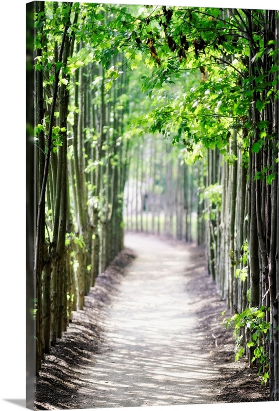Arbor Path | Great Big Canvas