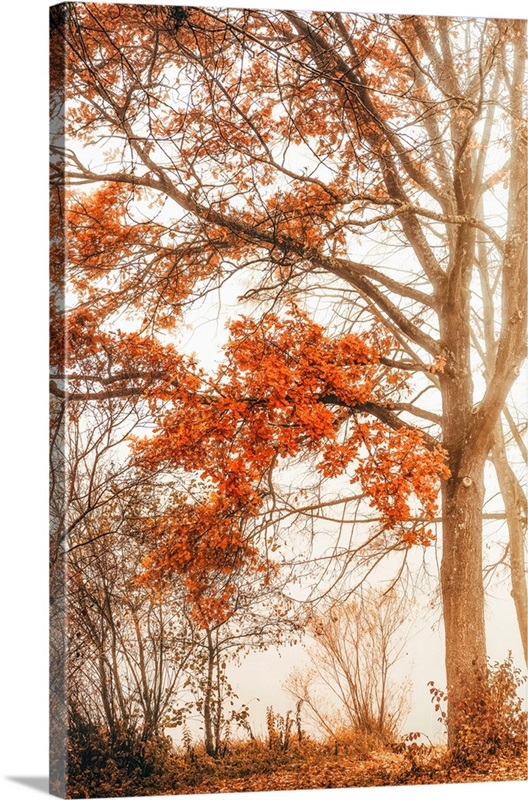 Autumn Emotion | Great Big Canvas