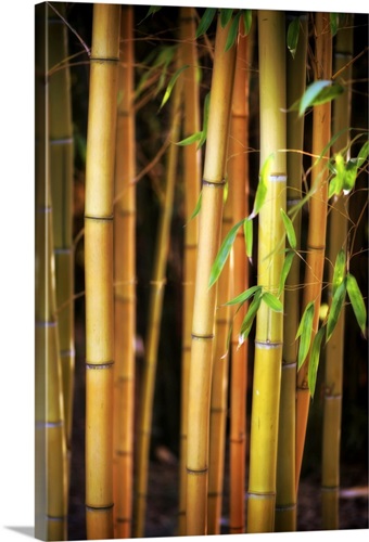 Bamboo Tribe | Great Big Canvas