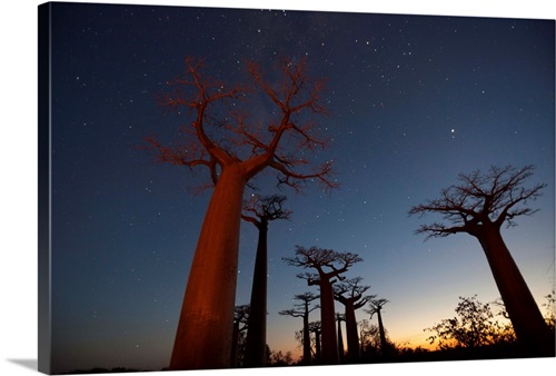 Baobab Tree, Madagascar | Great Big Canvas