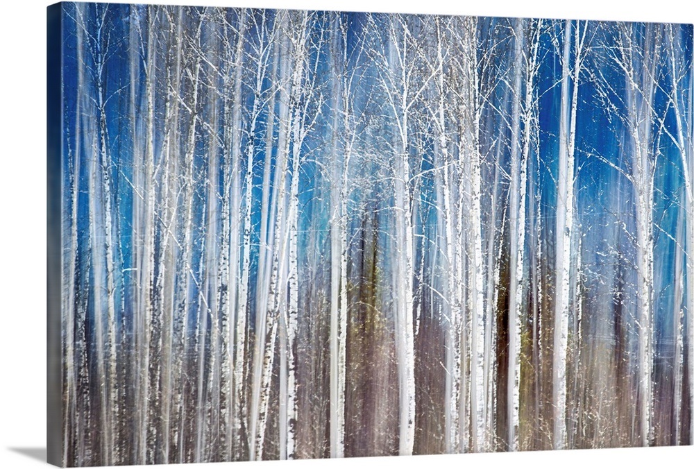 Birches in Spring Wall Art, Canvas Prints, Framed Prints, Wall Peels ...