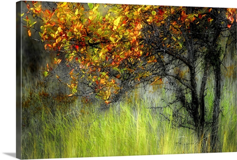 Bittersweet | Great Big Canvas